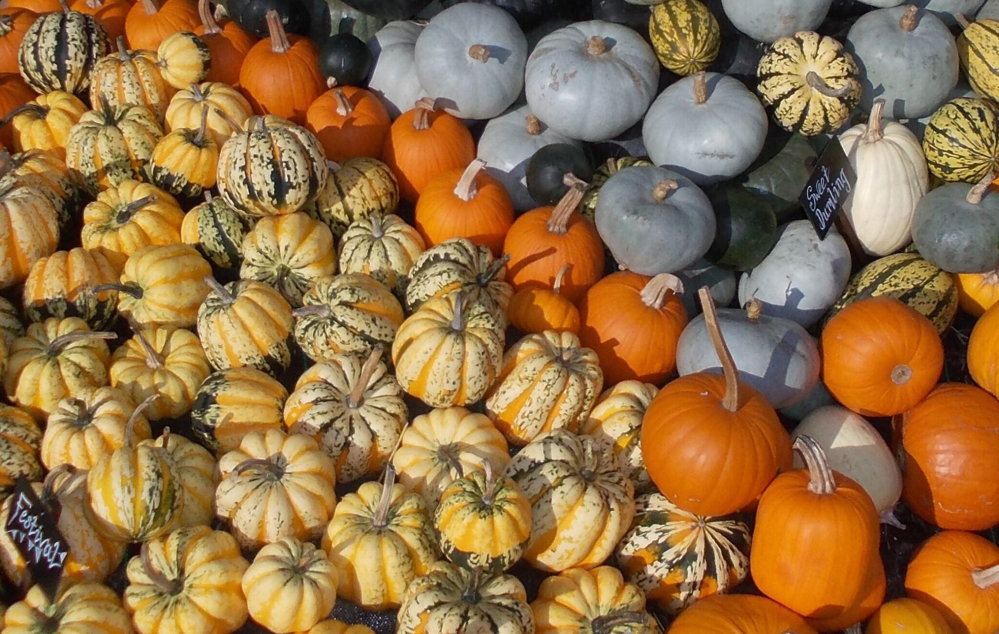 Buy Giant Vegetable Seeds Online | Fast UK Shipping | Mammoth Onion