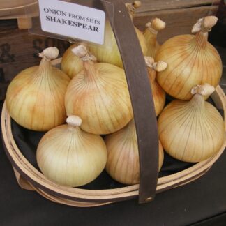 History - Mammoth Onion