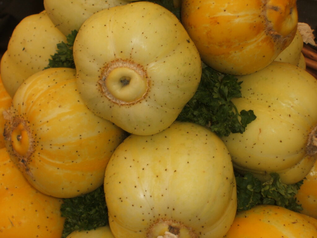 Crystal Lemon Cucumber - Mammoth Onion