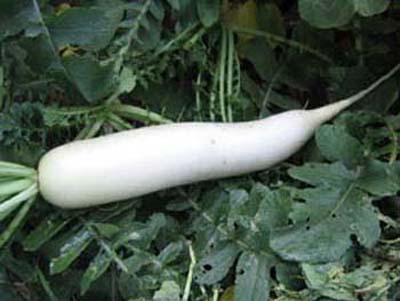 Radish White Dream - Mammoth Onion