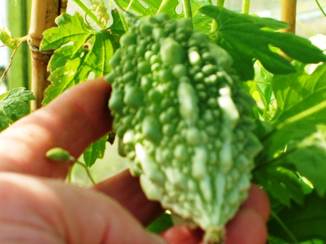 Karella PLANT - Mammoth Onion