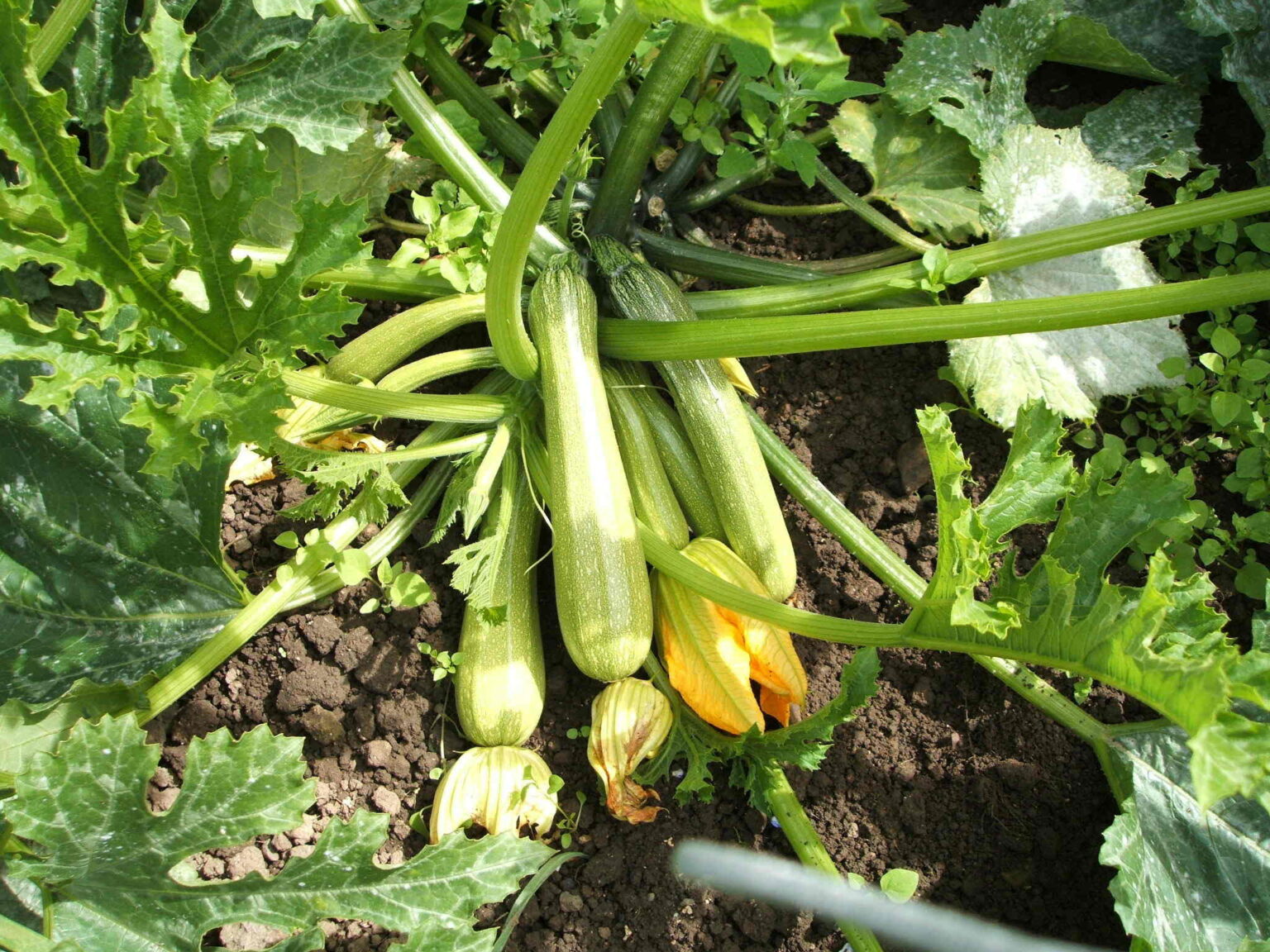 Genovese Courgette - Mammoth Onion