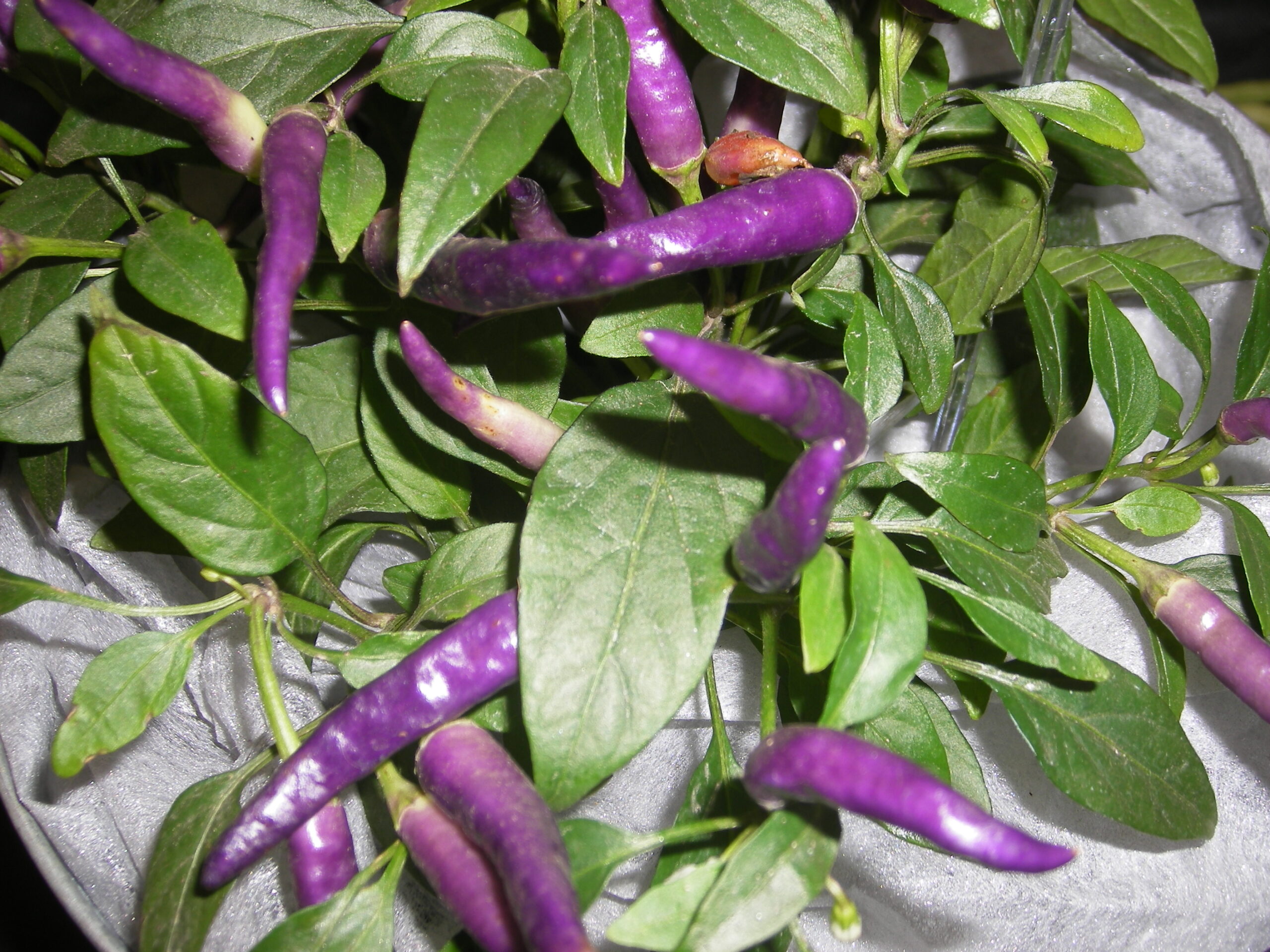 MASQUERADE CHILLI - Mammoth Onion