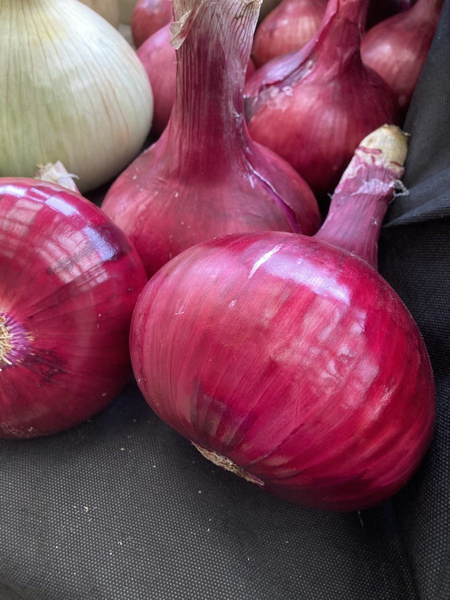 Mammoth Red Onion RHS HC Seeds - Mammoth Onion