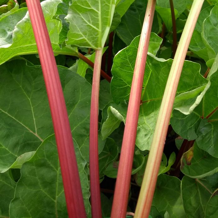 Rhubarb Champagne GROWN FROM SEED - Mammoth Onion