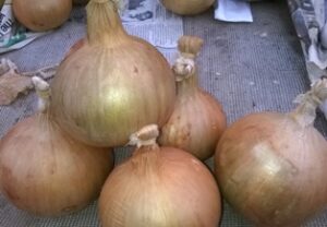Turbo Onion Sets - Mammoth Onion