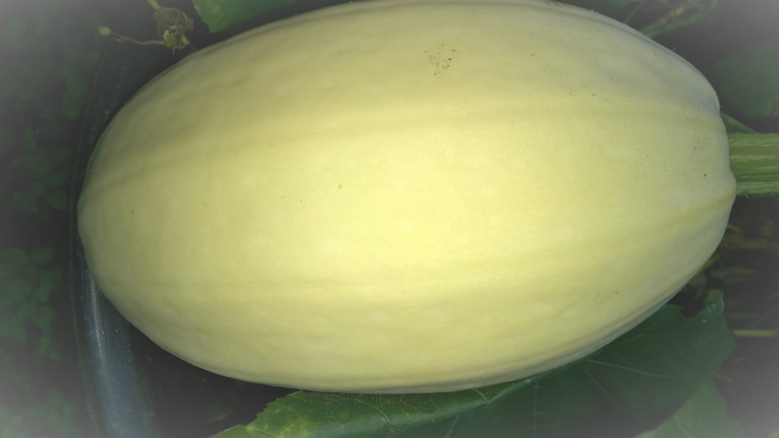 Spaghetti Marrow - Mammoth Onion