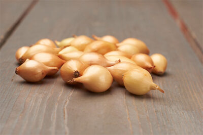 SETTON ONION SETS - Mammoth Onion