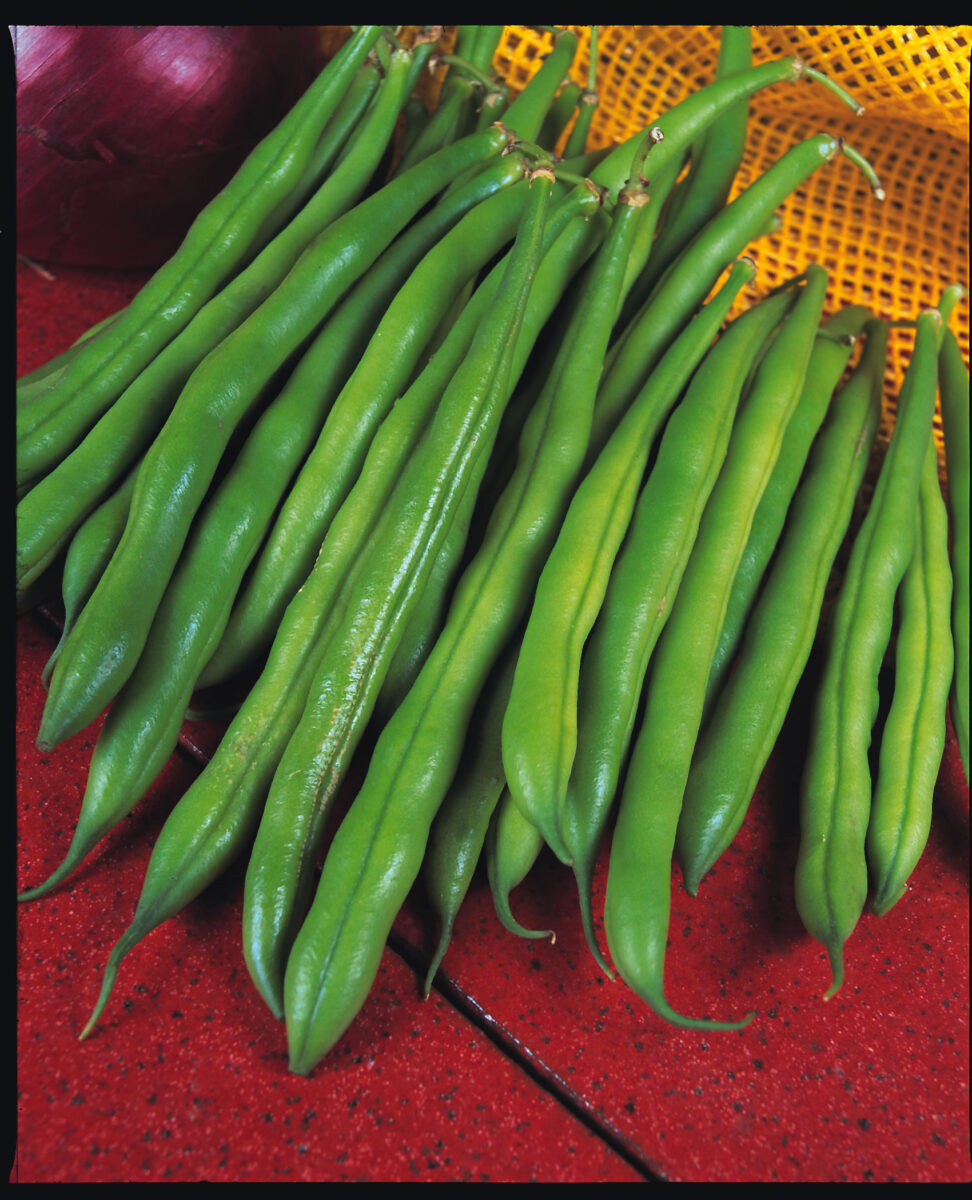 The Prince Dwarf French Bean RHS AGM - Mammoth Onion