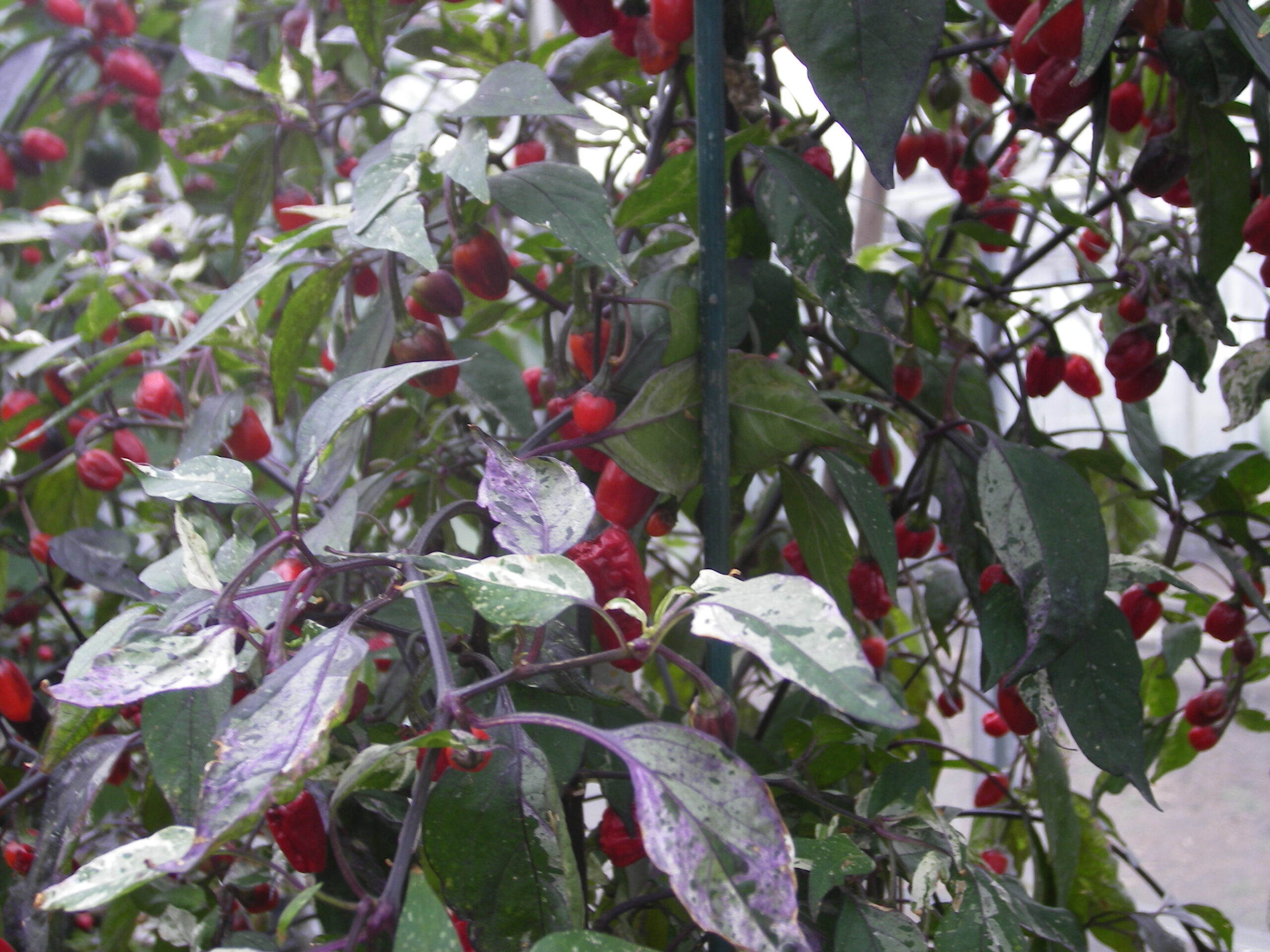 Tri-Coloured Variegated Chilli Pepper AGM - Mammoth Onion