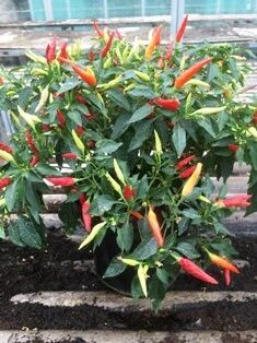 Basket of Fire Chilli Pepper - Mammoth Onion