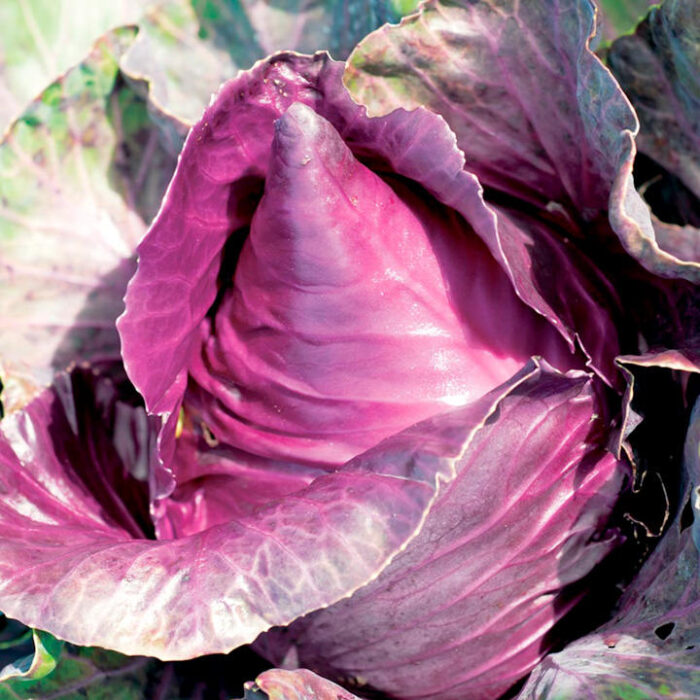 Cabbage - Mammoth Onion