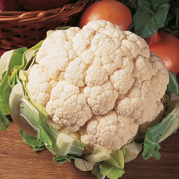 Aalsmeer Winter Cauliflower PLANTS - Mammoth Onion