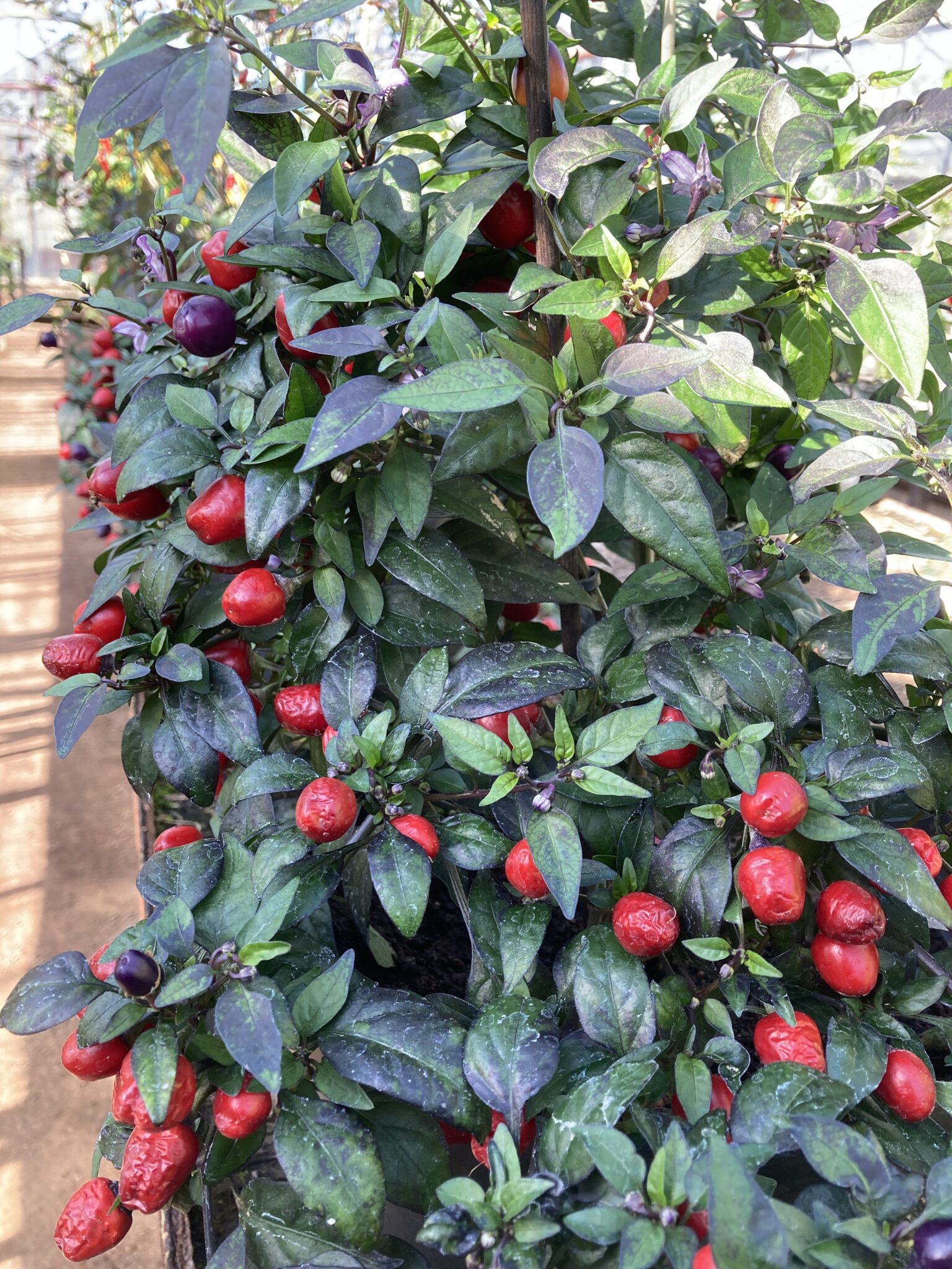 Filius Blue Chilli Pepper AGM - Mammoth Onion