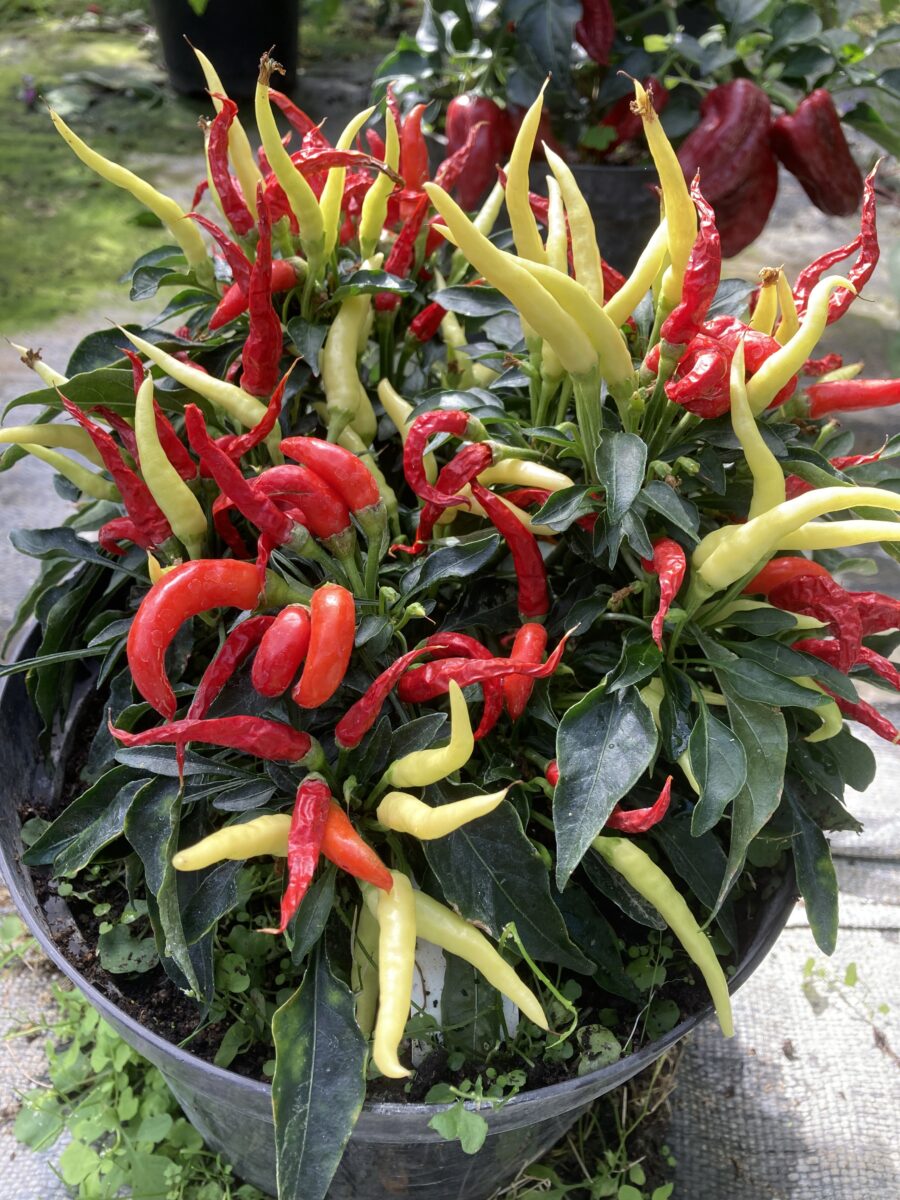 MEDUSA CHILLI PEPPER - Mammoth Onion