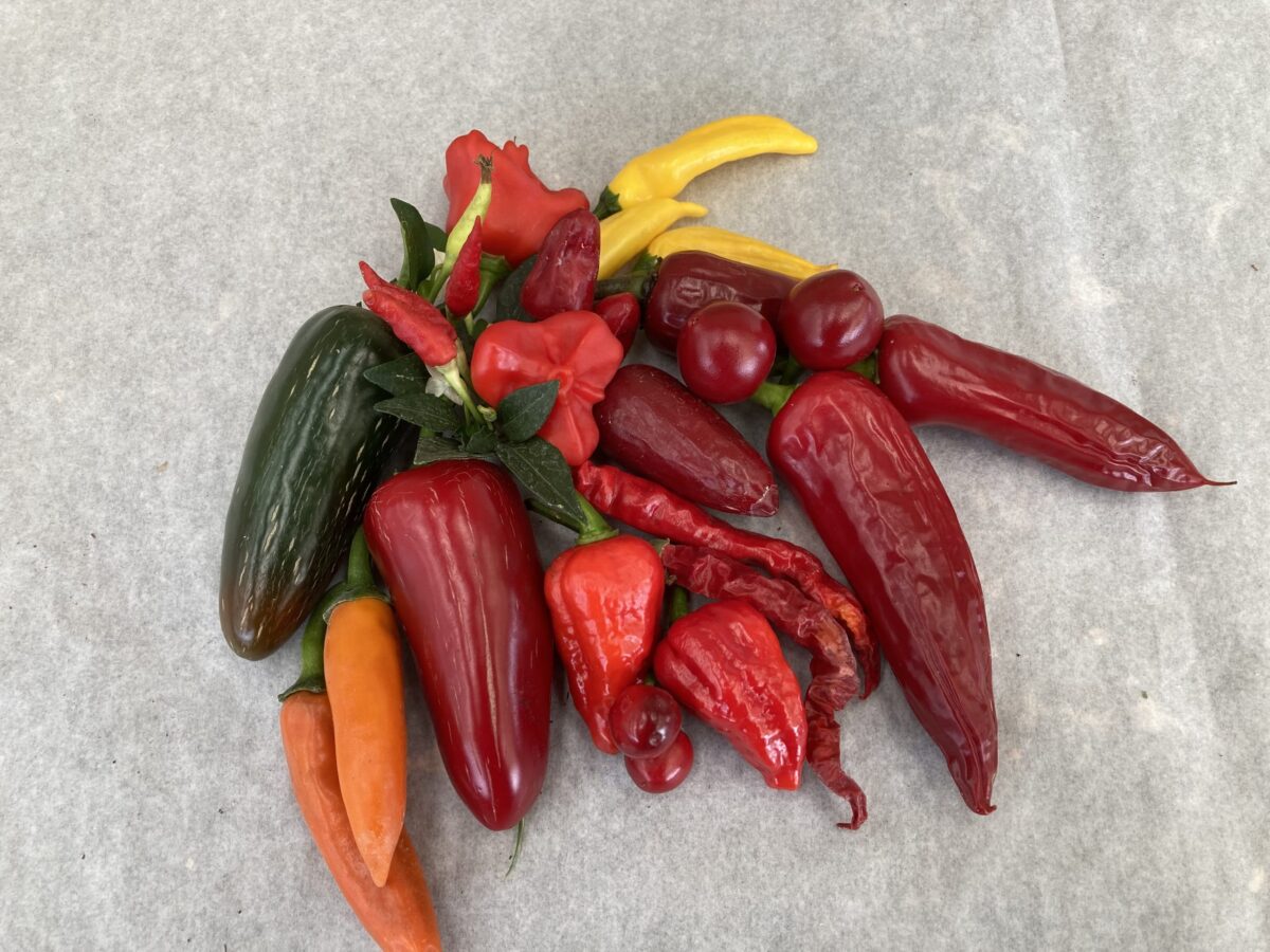 Mixed Packet Hot Chilli - Mammoth Onion