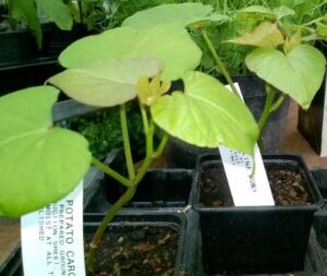 CAROLINA RUBY SWEET POTATO - Mammoth Onion