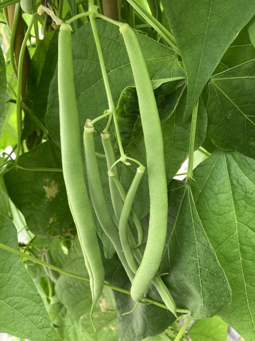 Cobra Climbing French Bean - Large Packet - Mammoth Onion