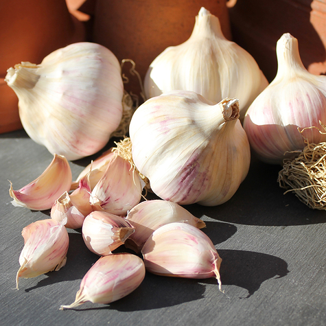 Garlic - Mammoth Onion