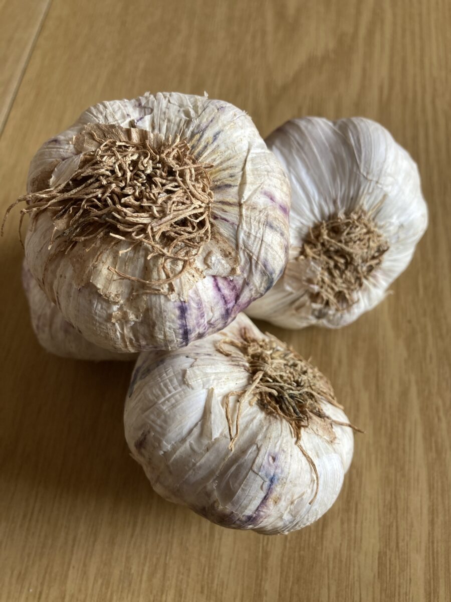 GARLIC Rhapsody Wight Garlic - Mammoth Onion