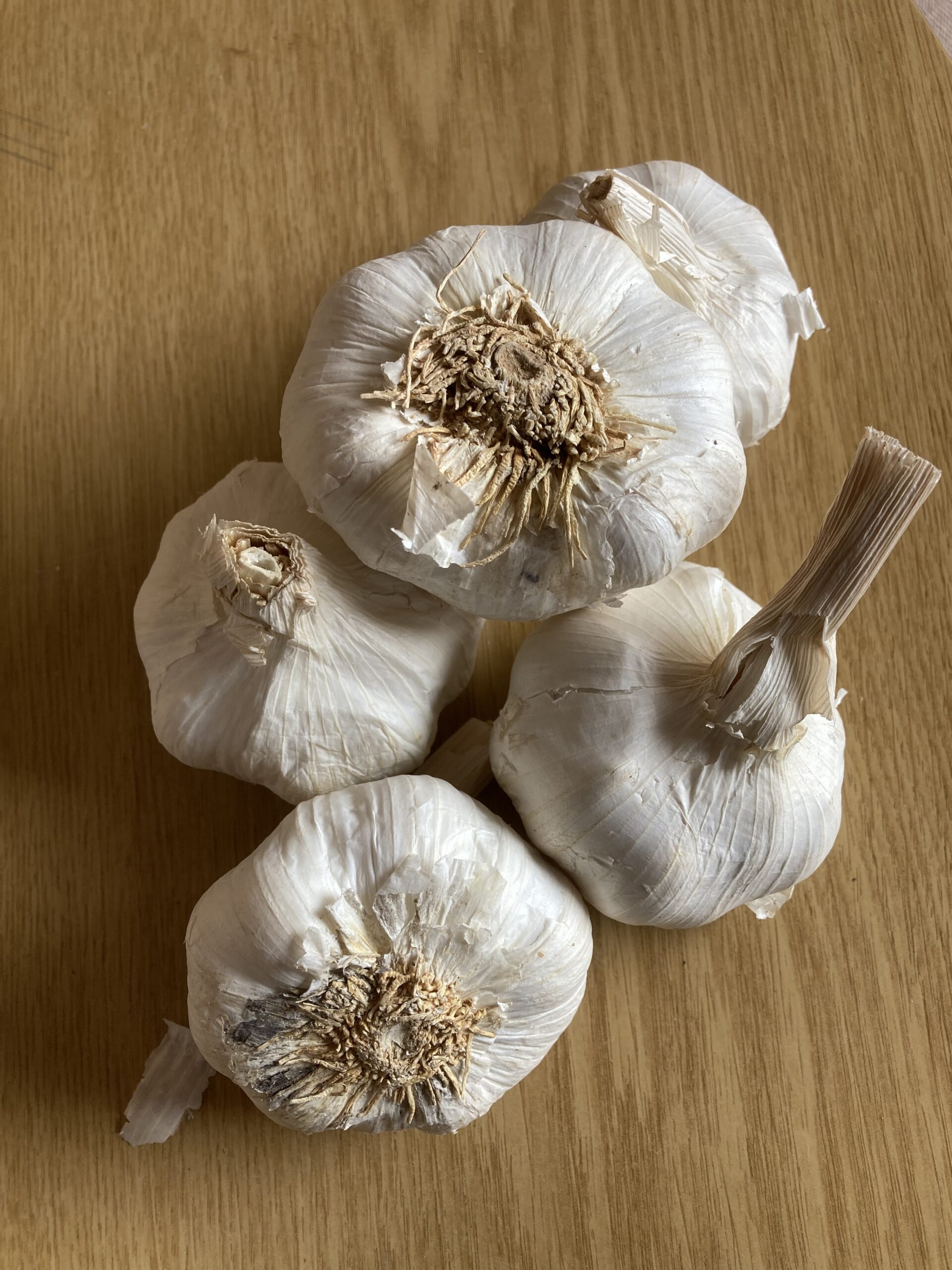 Solent Wight Garlic RHS AGM - Mammoth Onion