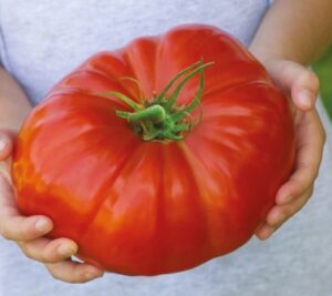 Gigantomo F1 Tomato RHS AGM - Mammoth Onion