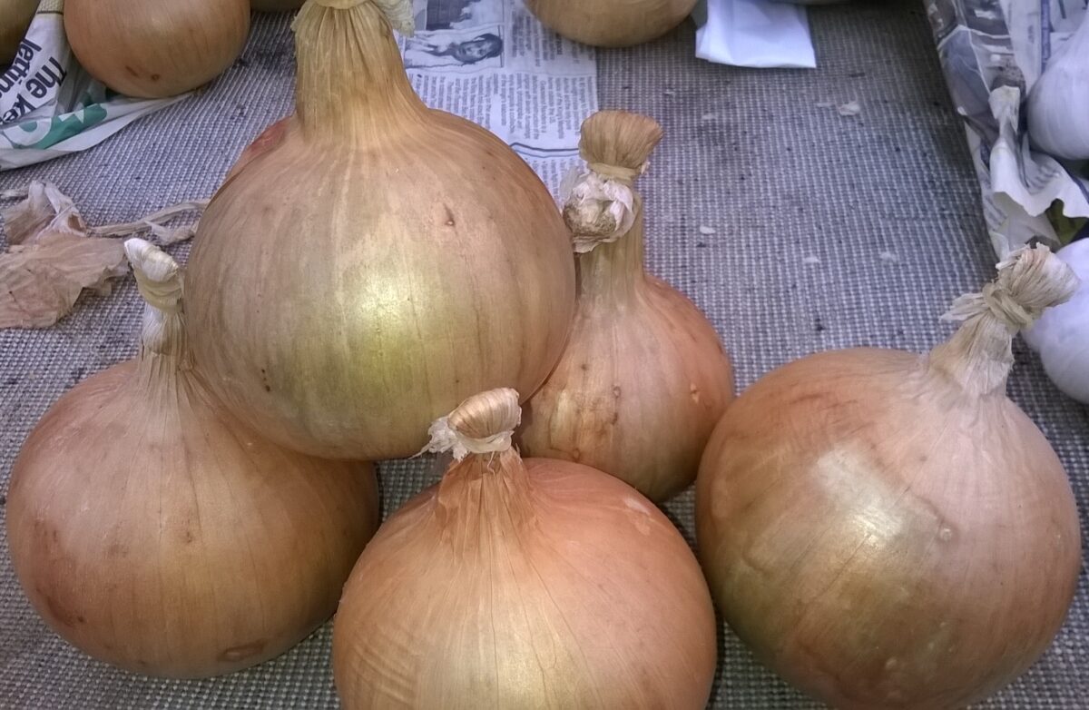 Bonus F1 Onion - Mammoth Onion