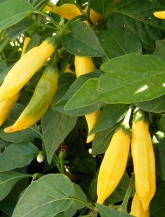 Hot Lemon Chilli - Mammoth Onion