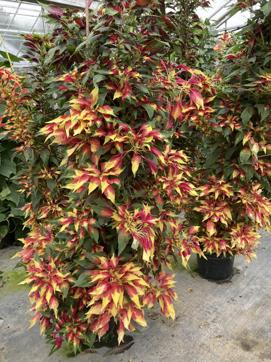 Amaranth - CALLALOO TRICOLOUR Josephs Coat - Mammoth Onion