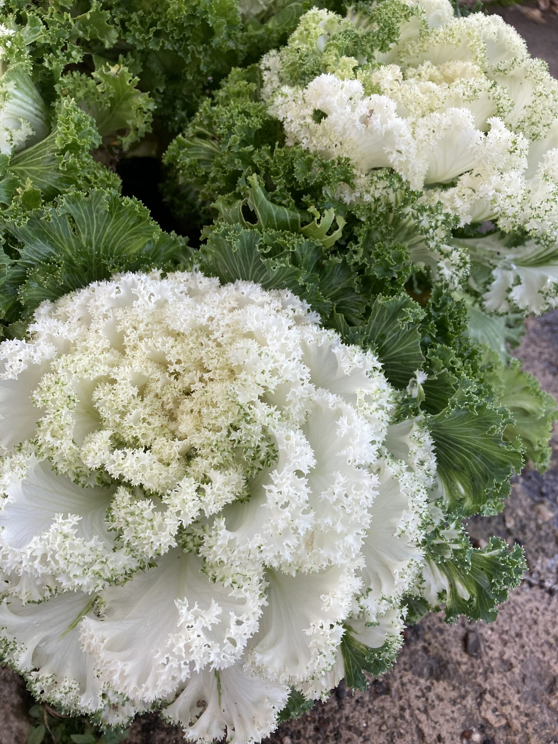 White Kamome F1 Kale - Mammoth Onion