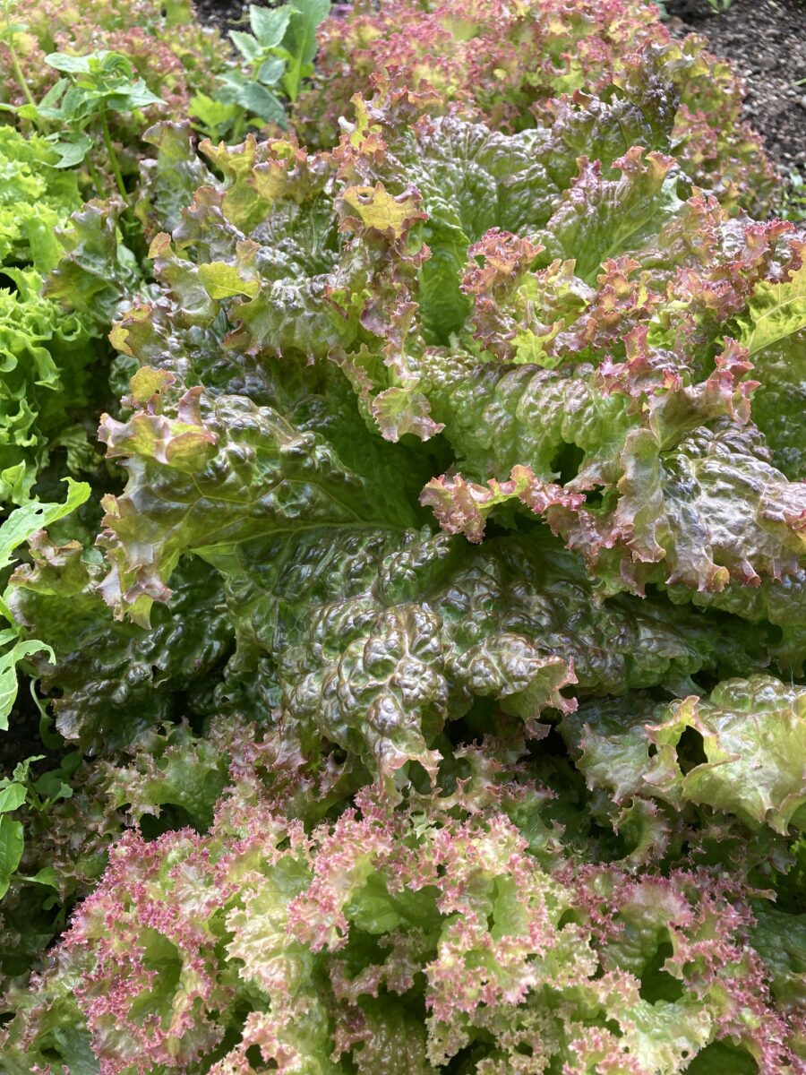 LETTUCE LOLLO ROSSA - Mammoth Onion