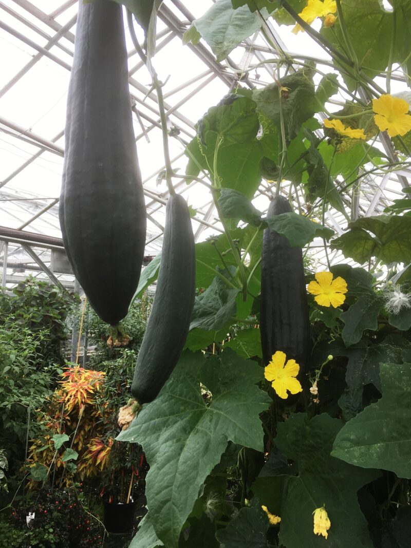 LOOFA PLANT - Mammoth Onion