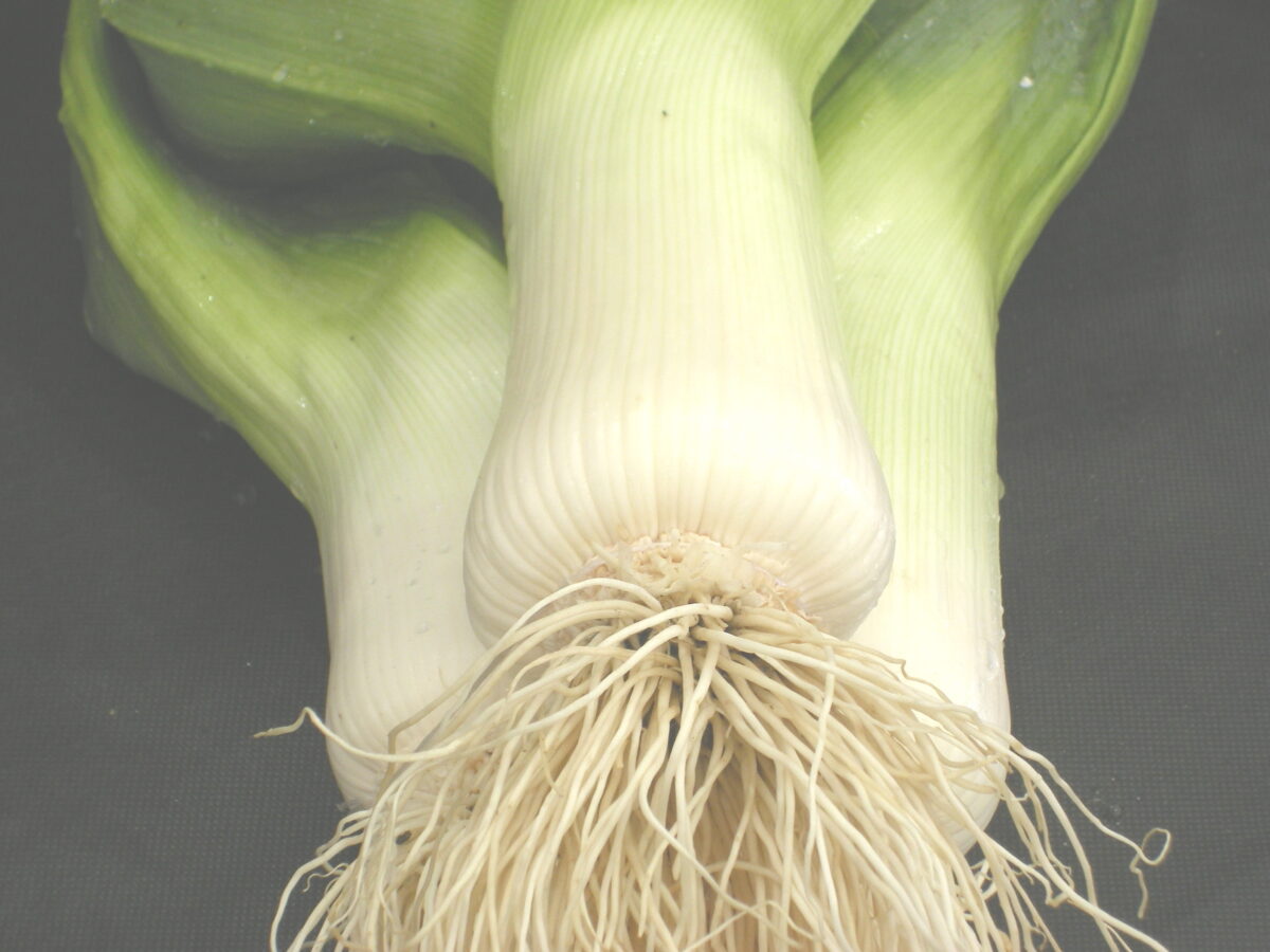 MAMMOTH POT LEEK SINGLE POTTED - Mammoth Onion