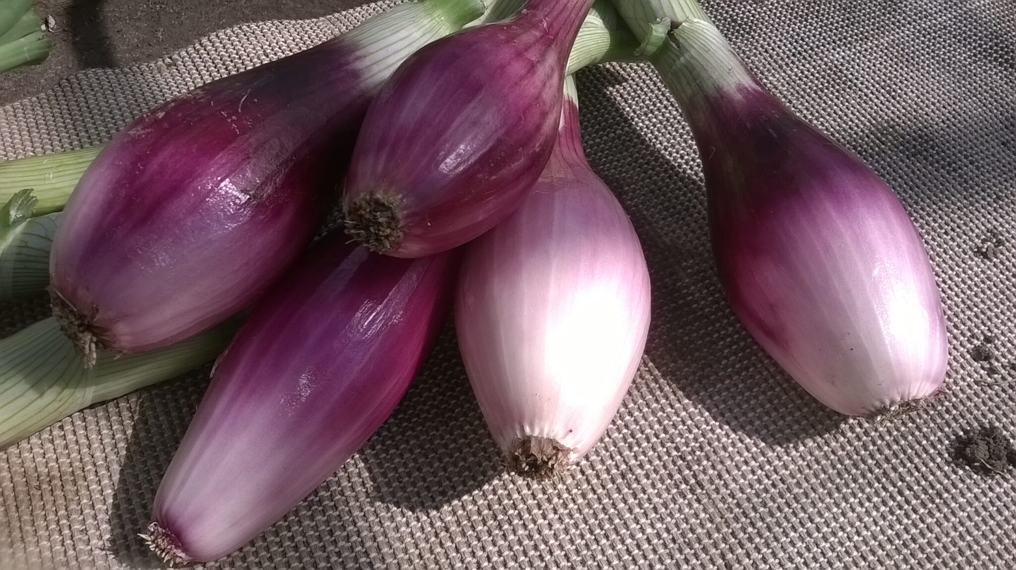 LONG RED FLORENCE ONION - Mammoth Onion