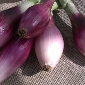 Onion - Mammoth Onion