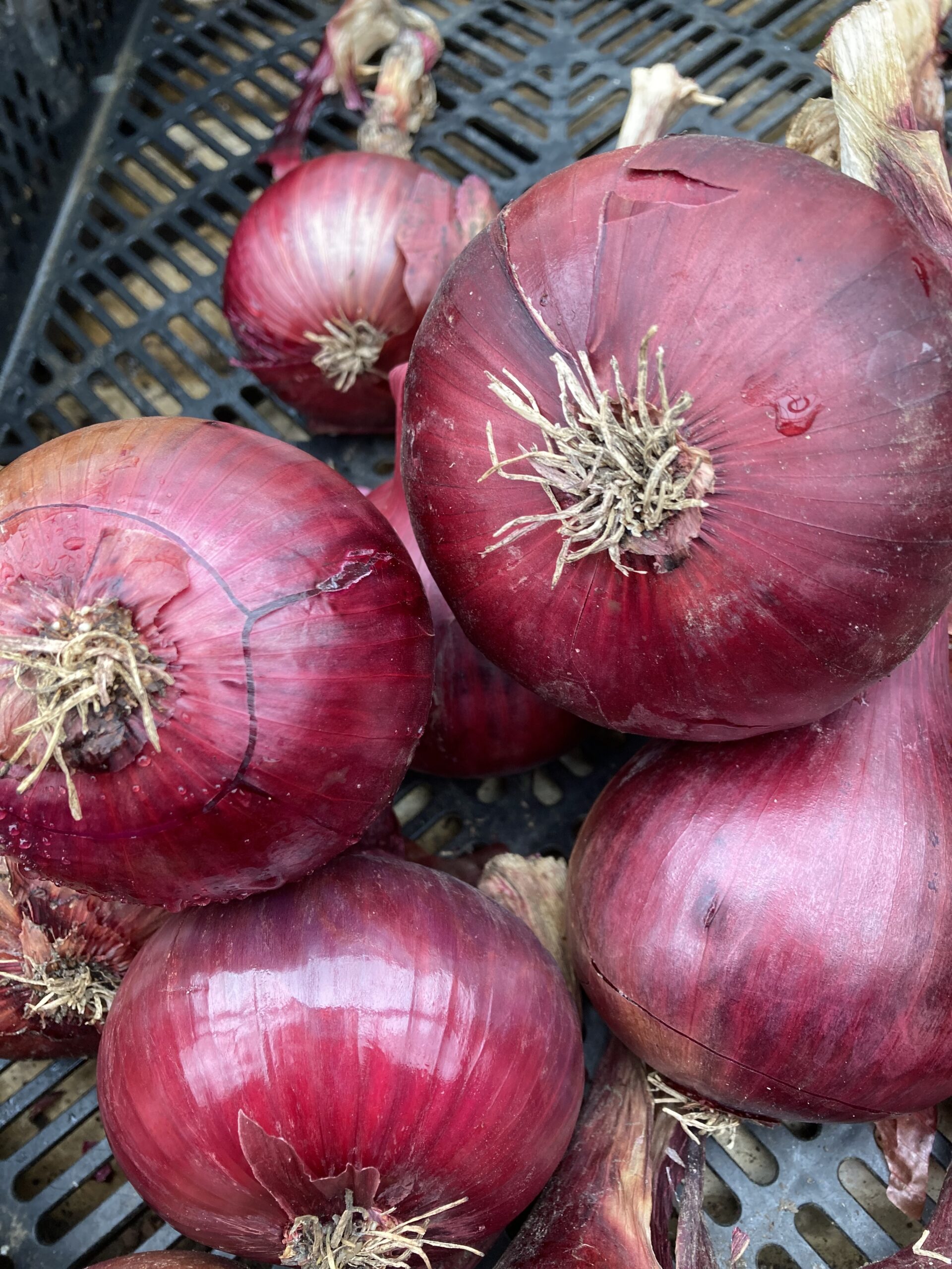 Red Baron Onion RHS HC - Mammoth Onion