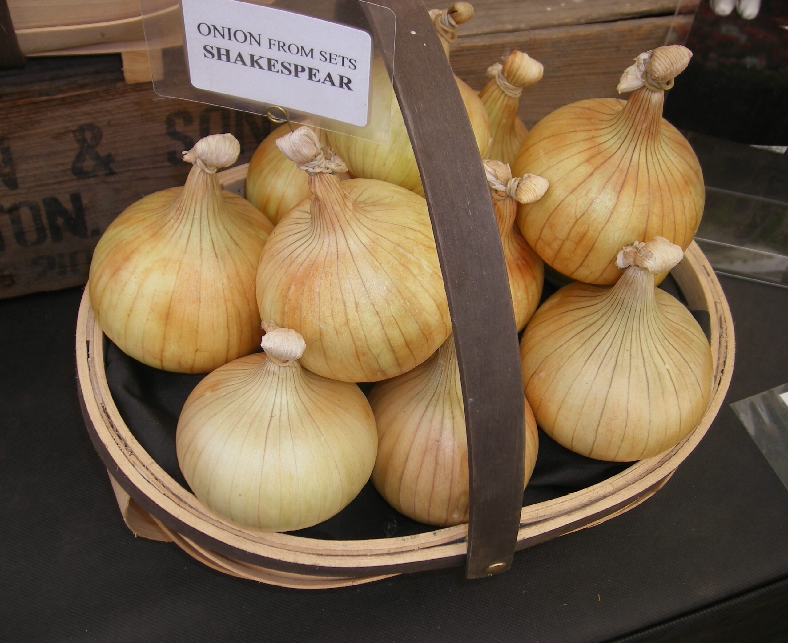 Autumn planting onion sets AUTUMN CHAMPION formally known as SHAKESPEAR ...