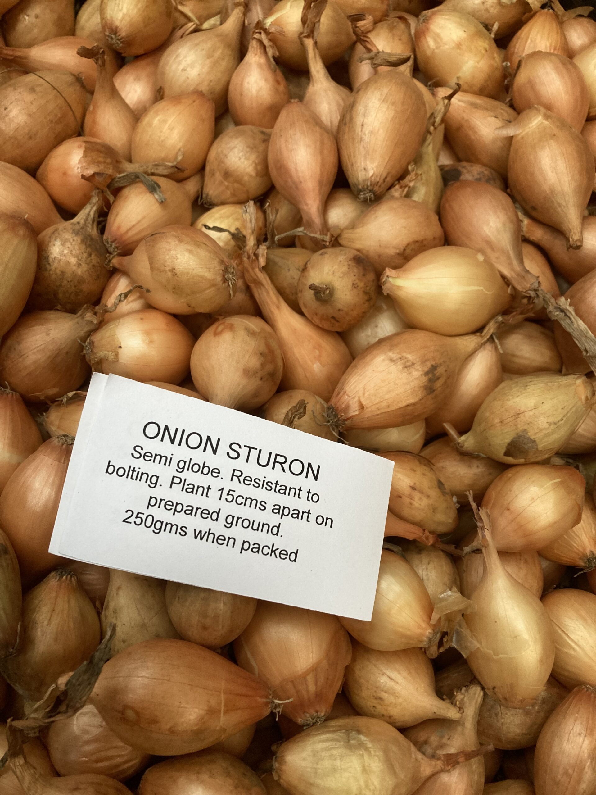 Sturon Onion Sets - Mammoth Onion