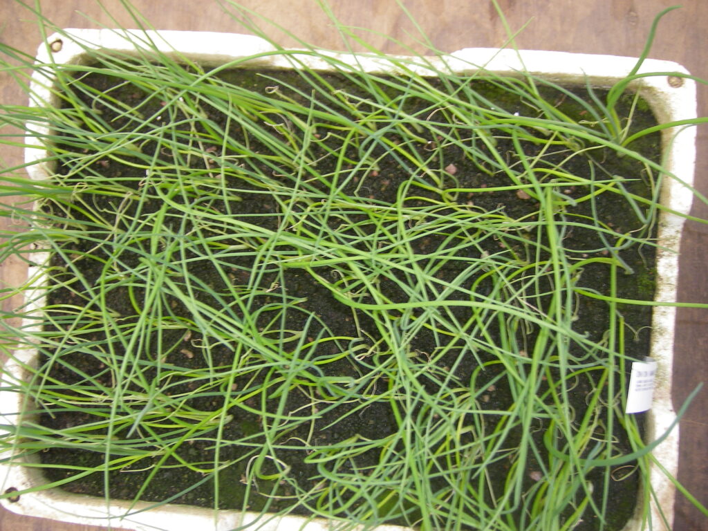 Mammoth Red Onion Seedlings - Mammoth Onion