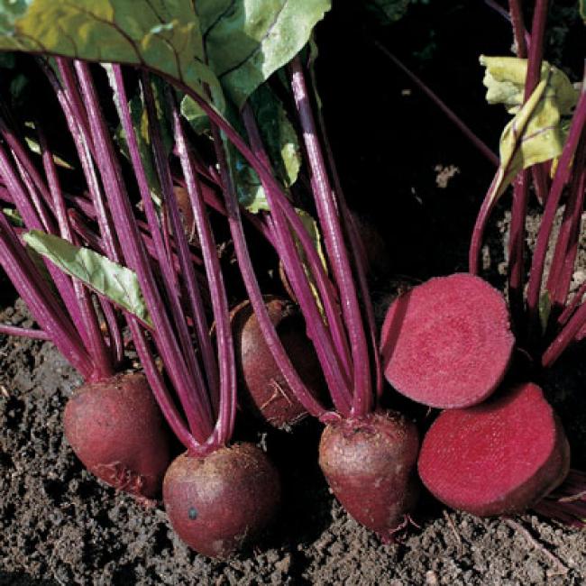 Pablo F1 Beetroot - Mammoth Onion