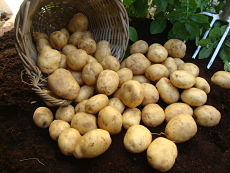 Maincrop Sante Potato - Mammoth Onion