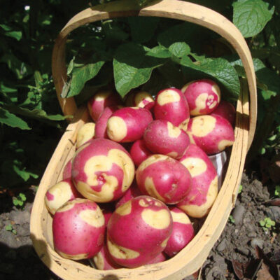 PURPLE FLESHED SWEET POTATO - Mammoth Onion