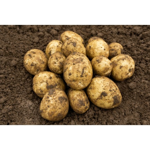 2nd Early GEMSON - Mammoth Onion