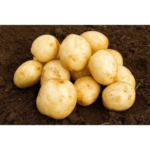 Maincrop HARMONY POTATO - Mammoth Onion