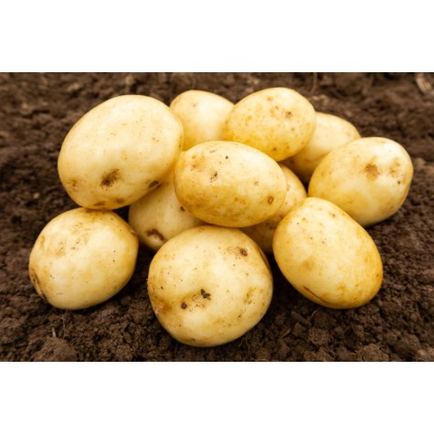 Maincrop VALOR POTATO - Mammoth Onion