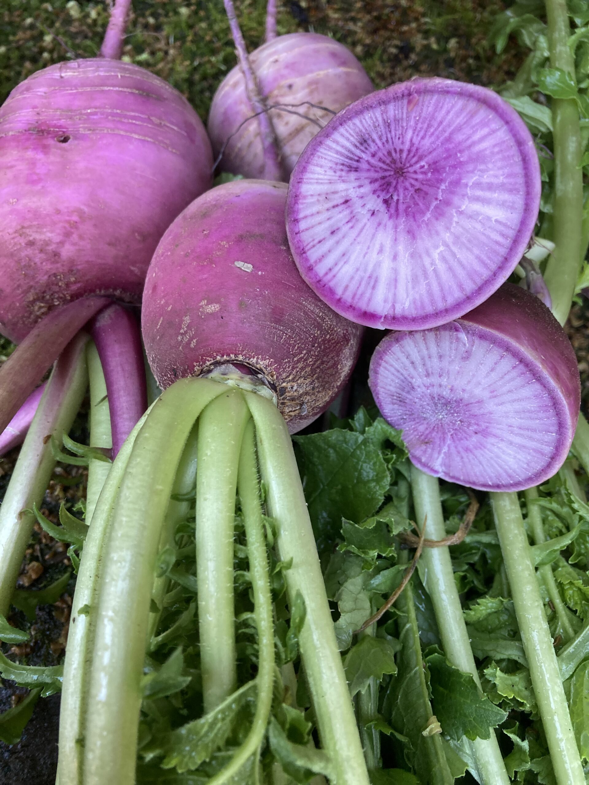 RADISH BLUE MOON F1 - Mammoth Onion