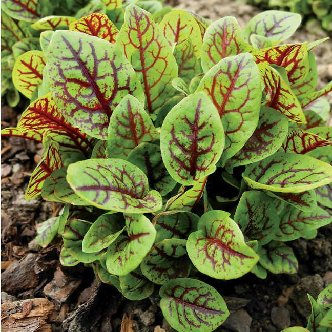 Red Veined Sorrel PLANTS - Mammoth Onion
