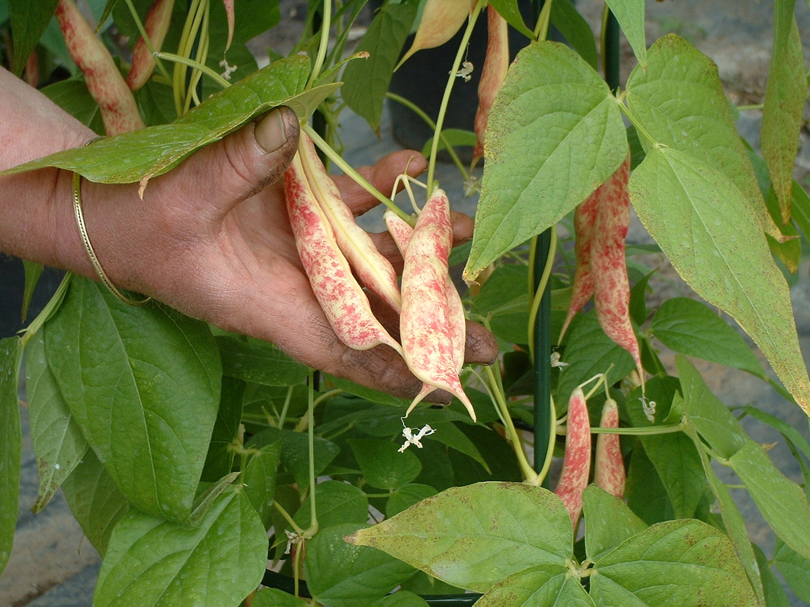 Rob Roy Climbing French Bean - Mammoth Onion
