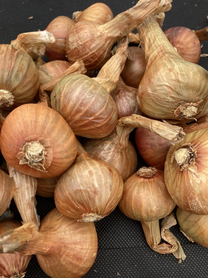 Golden Gourmet Shallot Sets - Mammoth Onion