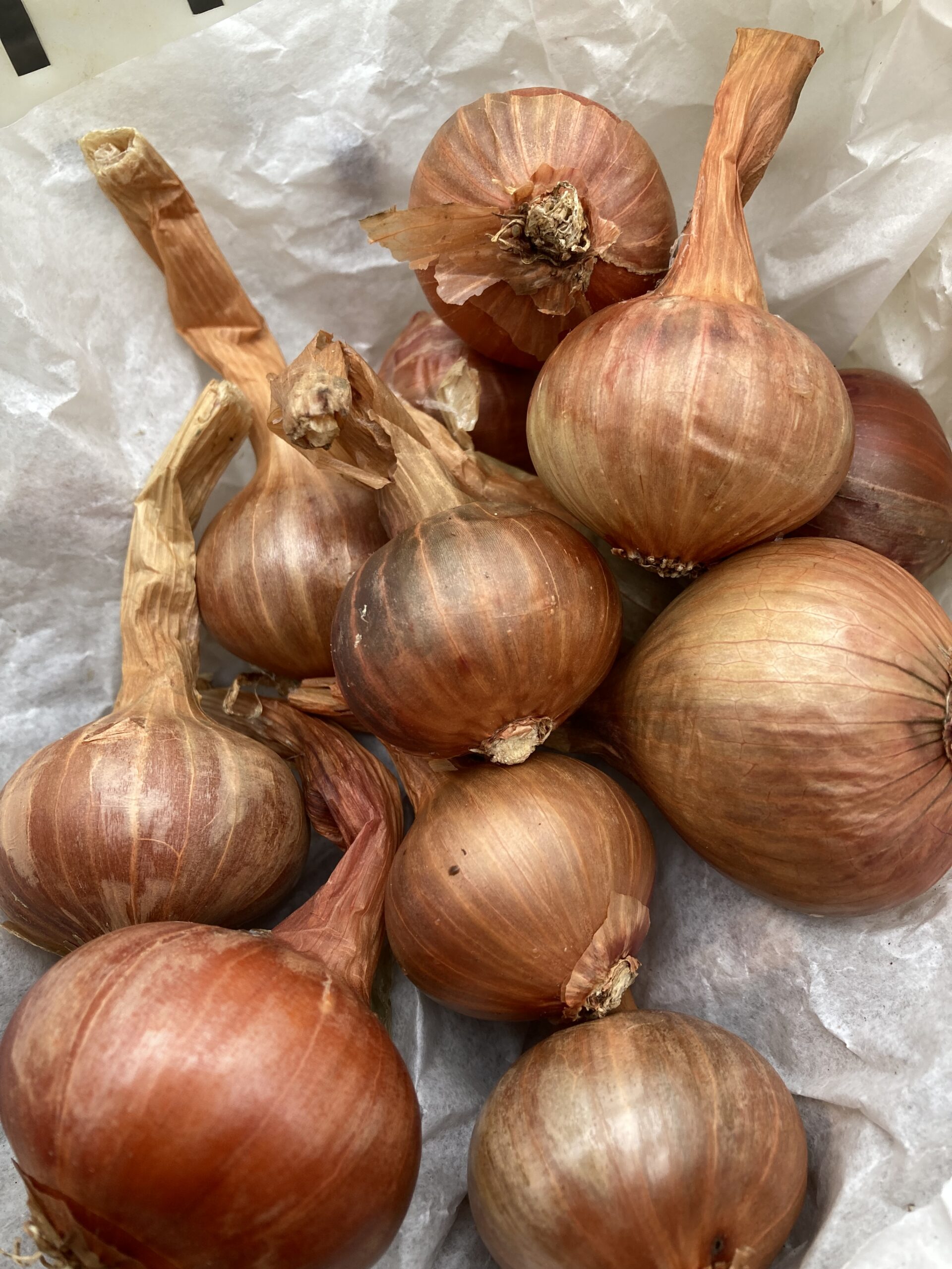 Red Sun Shallot Sets - Mammoth Onion